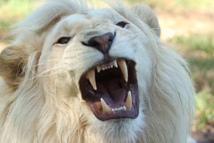 Lion Names - 330+ Awesome Lion Name Ideas with Meanings