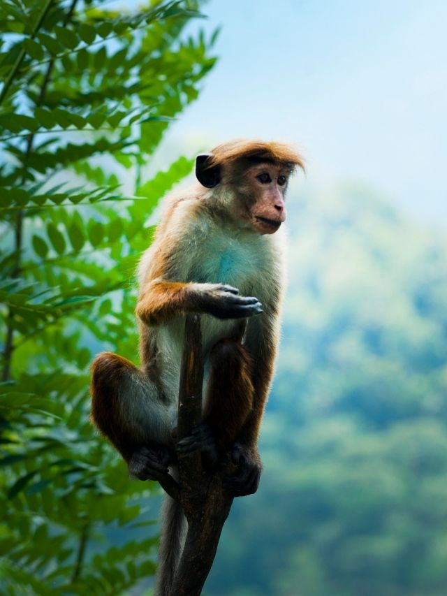 Monkey Names - Best Names For A Monkey - PetPress