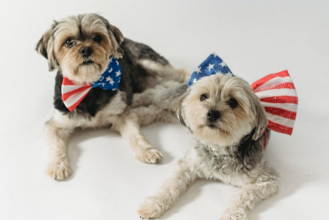 6 Stylish Ways to Dress up your Dog | PetPress