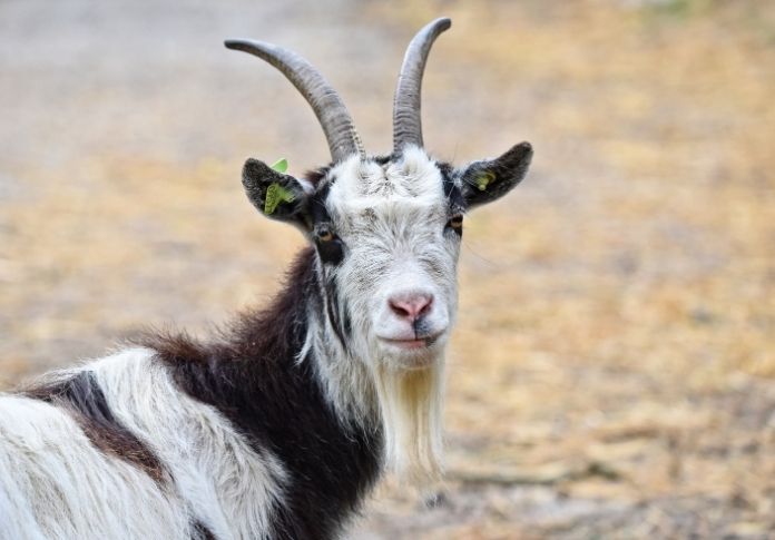 20+ Disney Goat Names - The Most Popular Goat Names in Disney