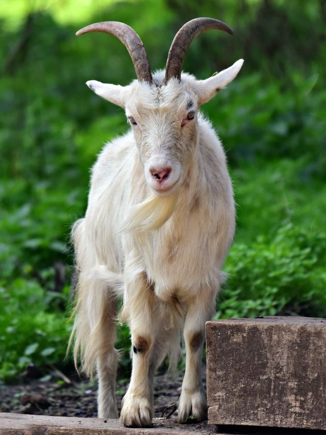 Best Goat Names For Naming A Goat - PetPress