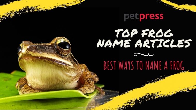 65 Funny Frog Names | Frog Name Ideas That Are Hilarious!