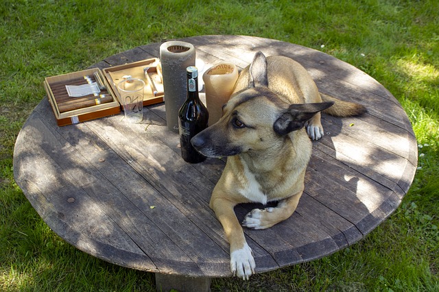 130+ Alcohol Inspired Dog Names - Wine, Liquor And Cocktail