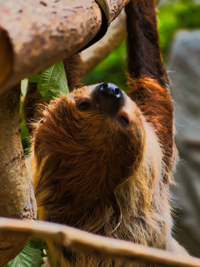 Best Sloth Names For Naming A Pet Sloth - PetPress