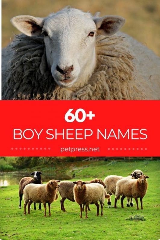 60 Boy Sheep Names Best Male Names For A Sheep 