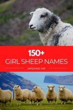 150+ Girl Sheep Names - Best Female Names For A Sheep