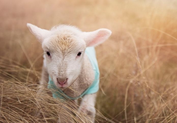 Cute Sheep Names - Over 100 Cute Names For A Sheep