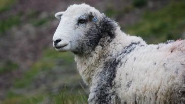 Sheep Names: 300 Most Famous and Cute Names For Sheep