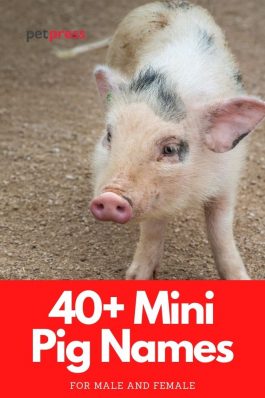 40+ Mini Pig Names - Best Names For A Teacup Pig Or Piglet