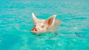 Pig Names: The 500 Most Popular Male and Female Pig Names