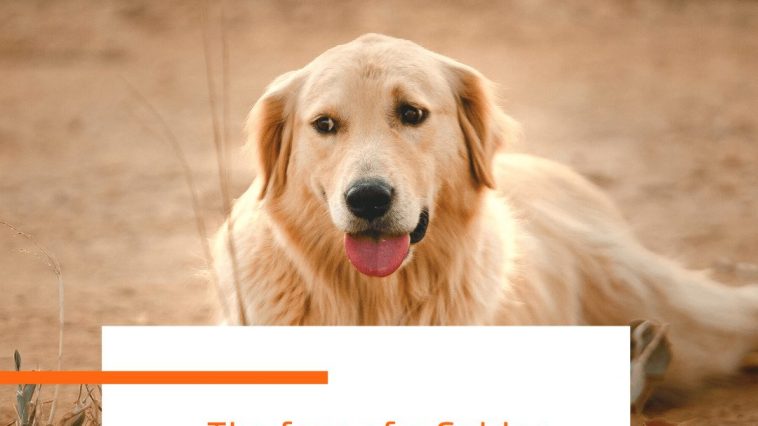 15 Funny Golden Retriever Memes That Will Make You Smile - PetPress
