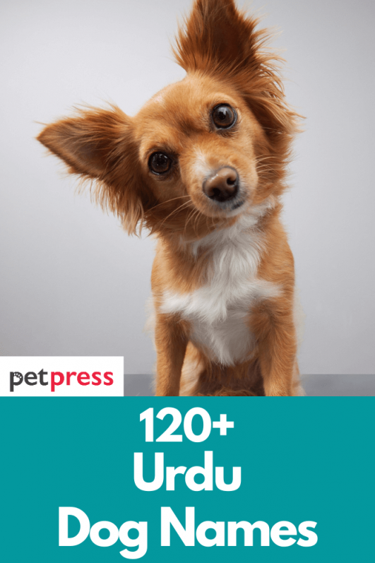 120 Urdu Dog Names Unique Dog Name Ideas With Meanings