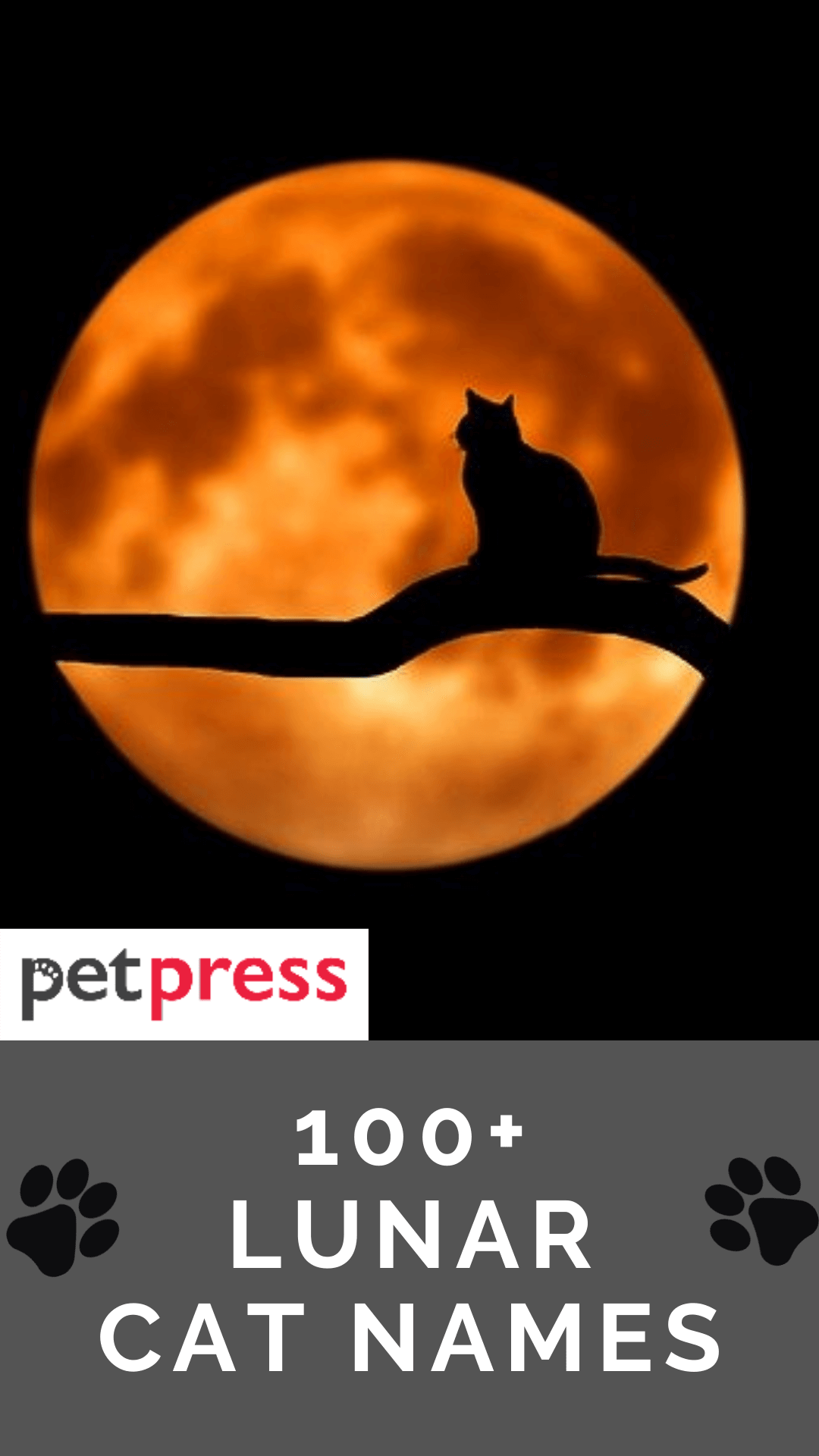100 Lunar Cat Names Unique Cat Name Ideas Inspired By Moon 100 Lunar Cat Names Unique Cat Name Ideas Inspired By Moon