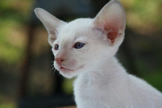 100+ Tibetan Cat Names - Unique Name Ideas For Your Cute Cats