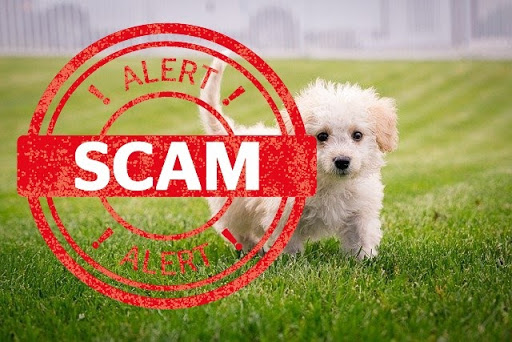 Pet Scam Stats - How The Pet Scam Industry Increases