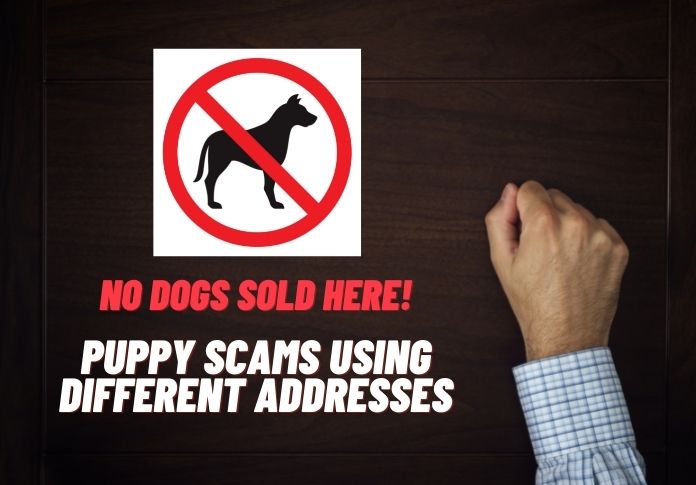 How Puppy Scammers are Using Different Addresses to Scam You