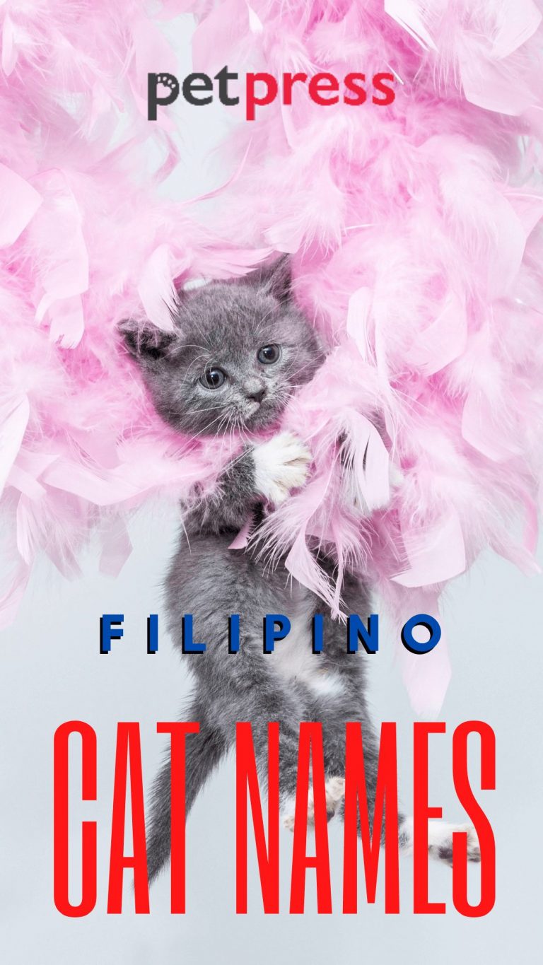 150 Filipino Cat Names - Unique Tagalog Kitten Name Ideas