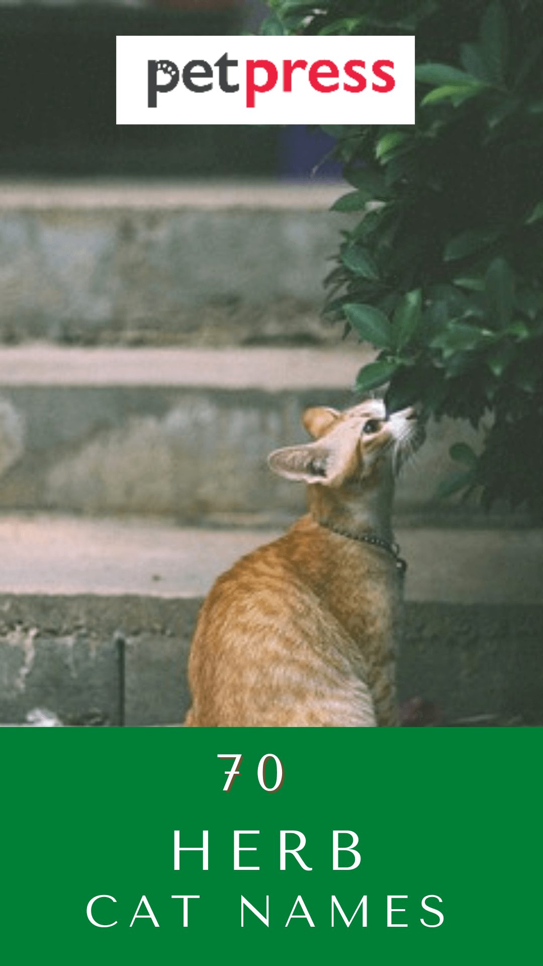 70 Herb Inspired Cat Names Unique Way To Name Your Kittens