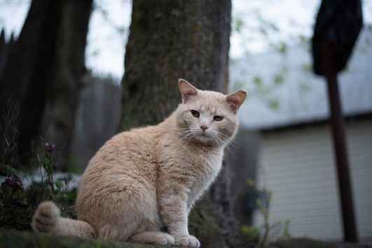 130 Popular Tan Cat Names For Both Male And Female Kittens 130-popular-tan-cat-names-for-both-male-and-female-kittens