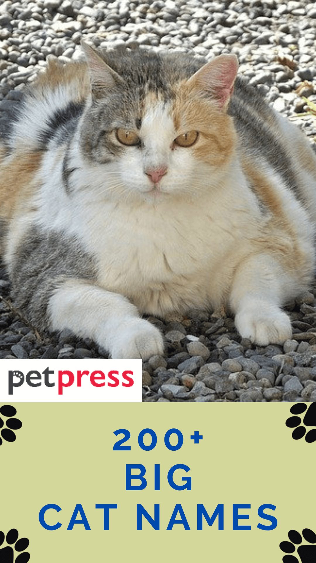 200 Unique Big Cat Names For Your Cute Fat Cats