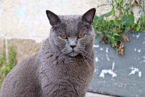 170+ Best Latin Cat Names With Meaning For Your Cute Kittens