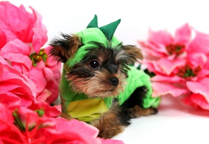 110+ Dragon Ball Z Dog Names You'll Want to Name Your New Puppy