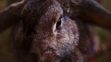 The 500 Best Male Rabbit Names For Your Bunny - PetPress