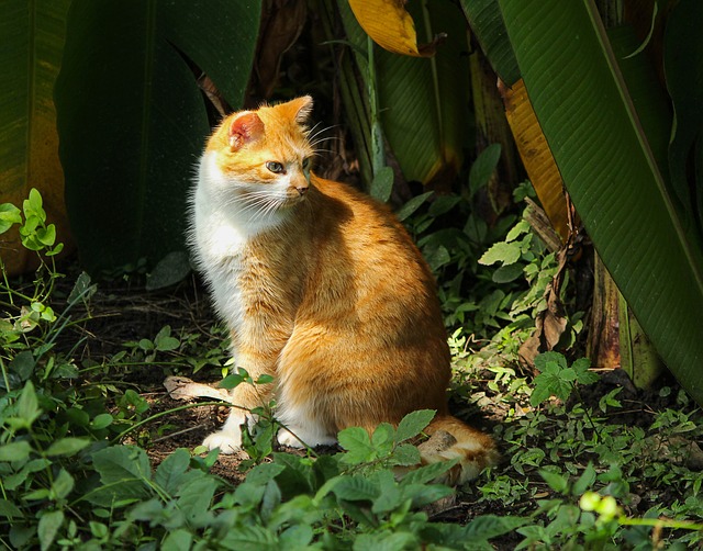 160 Feral Cat Names Best Name Ideas For Cute Feral Cats 160 Feral Cat Names Best Name Ideas For Cute Feral Cats