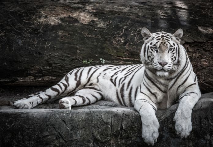 70+ Best White Tiger Names: Unique Names for White Tigers