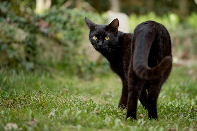 130+ Wiccan Cat Names That Will Fit Both Your Male And Female Cats