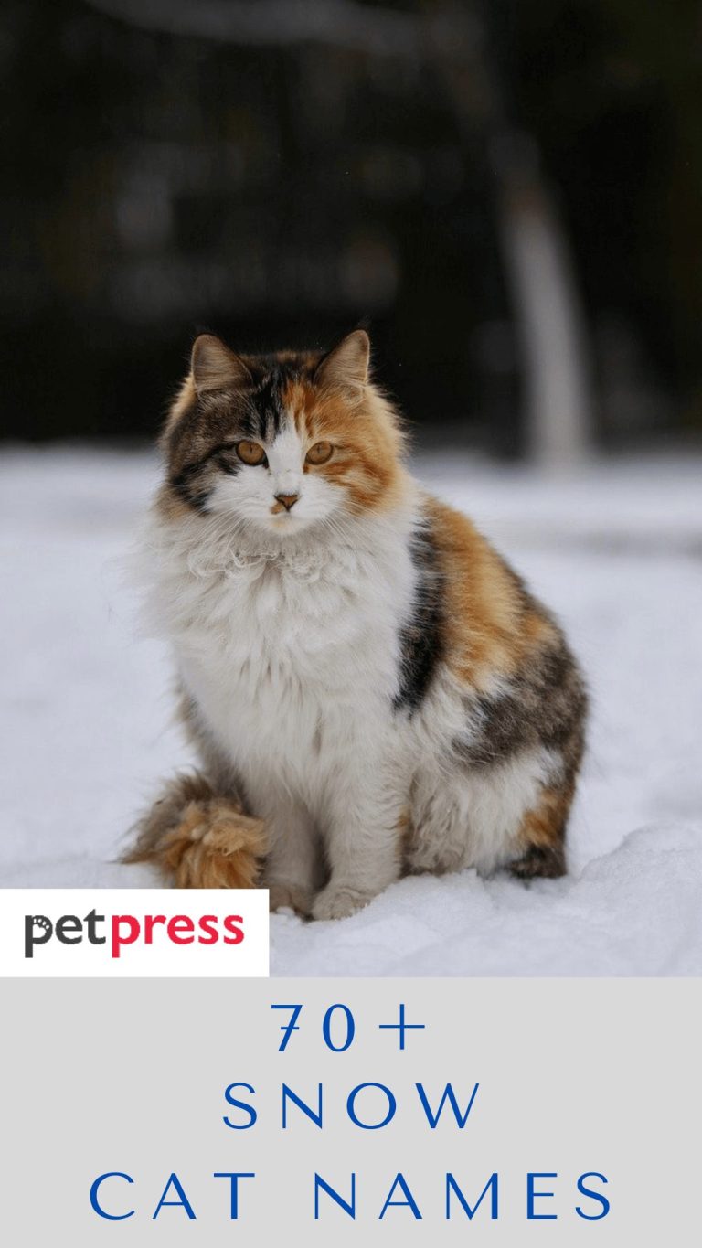 70+ Snow Inspired Cat Names For Your Adorable Pet Cats