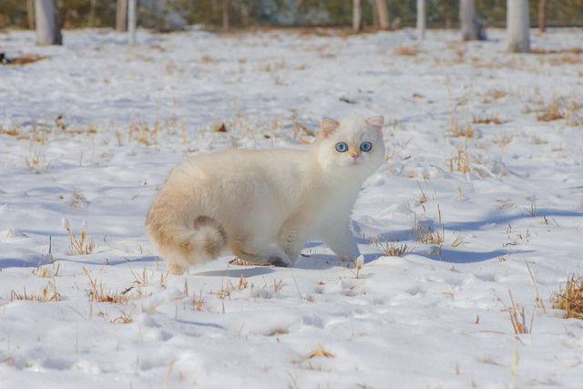 70+ Snow Inspired Cat Names For Your Adorable Pet Cats