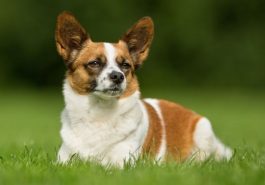 Best Mutt Dog Names: 100+ Names for Your Mixed-Breed Pooch