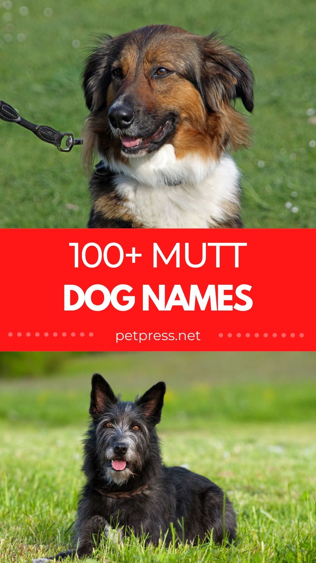 Best Mutt Dog Names: 100+ Names for Your Mixed-Breed Pooch