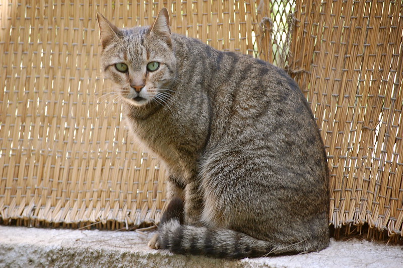 100 Best Egyptian Mau Cat Names For Both Male And Female Cats