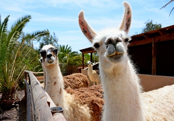 150+ Best Female Duck Names: Unique Names for Your Feathered Friend