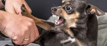 10 Meanest Dog Breeds: The 10 Most Aggressive Dogs and Why