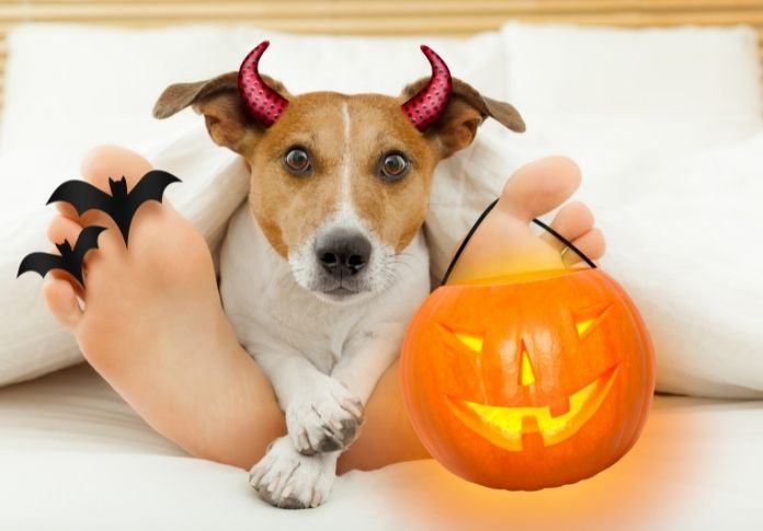100+ Tough Demon Dog Names for Your Fierce Pup!