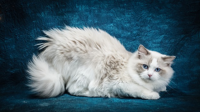 175 Best Cream Colored Cat Names - The Ultimate List - PetPress