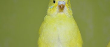 500 Most Popular Names for Budgies for Boys and Girls | PetPress