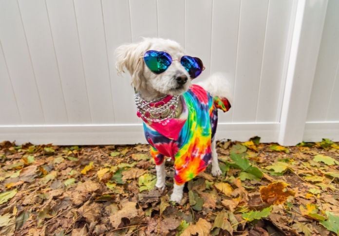 The Best Boho Dog Names: Over 200 Inspirational Dog Name Ideas