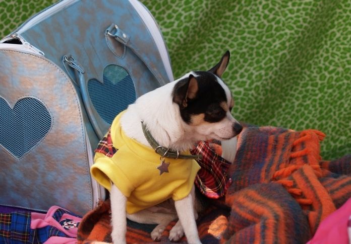 The Best Boho Dog Names: Over 200 Inspirational Dog Name Ideas