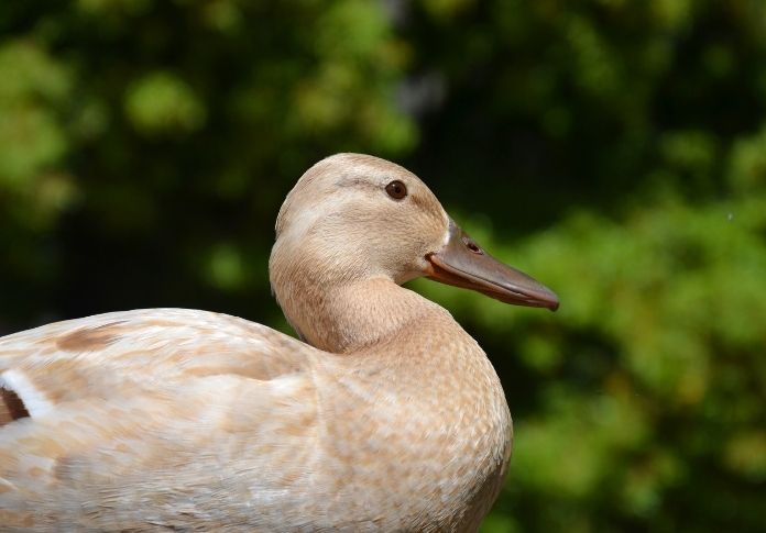 200+ Best Yellow Duck Names: Names for a Yellow Duck or Duckling