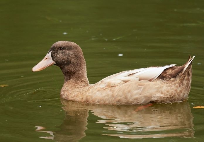 200+ Best Yellow Duck Names: Names for a Yellow Duck or Duckling