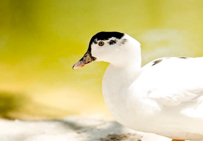 300+ White Duck Names: Best Names for Your White Duck!