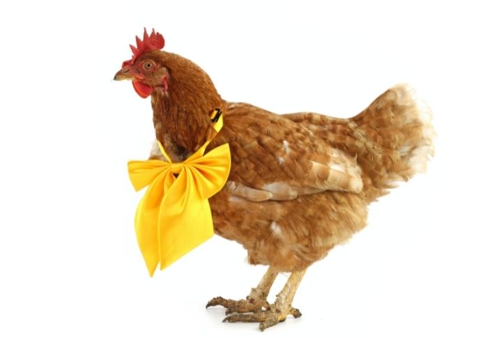 70+ Famous Chicken Names: Famous Names For A Farm Chicken