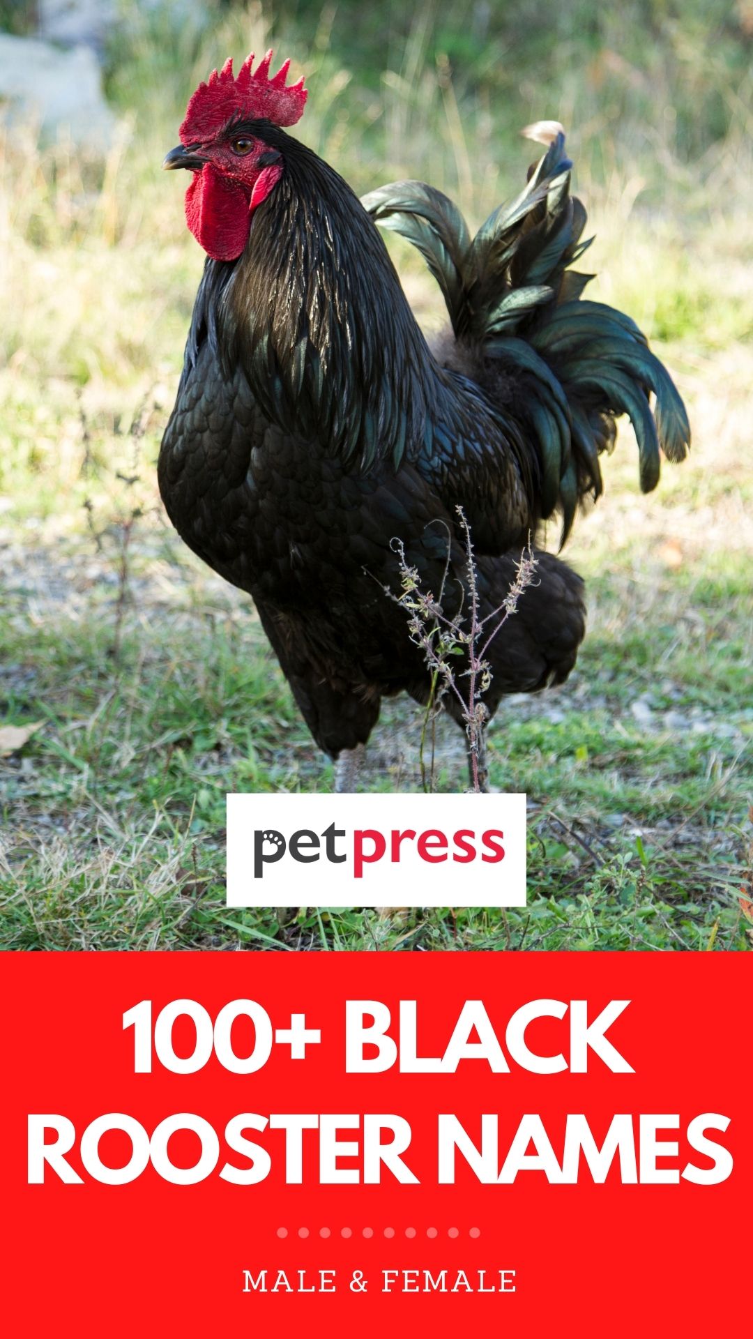 100+ Best Black Rooster Names: Name Ideas for Your Feathered Friend