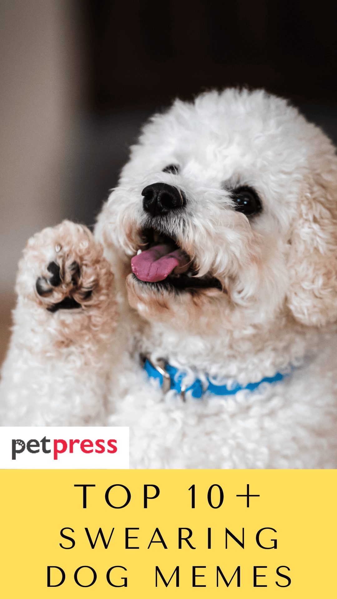 Top 10+ Funny Dog Swearing Memes That Will Make You Laugh