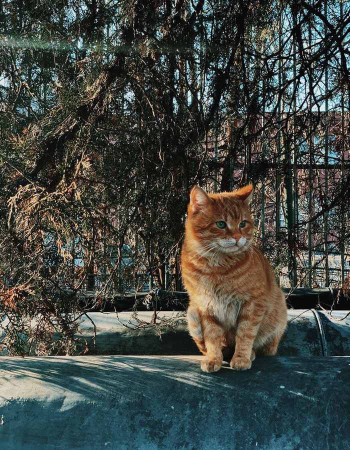 270+ Cat Names That Start with W: A Fun and Furry List Names For Kitten!